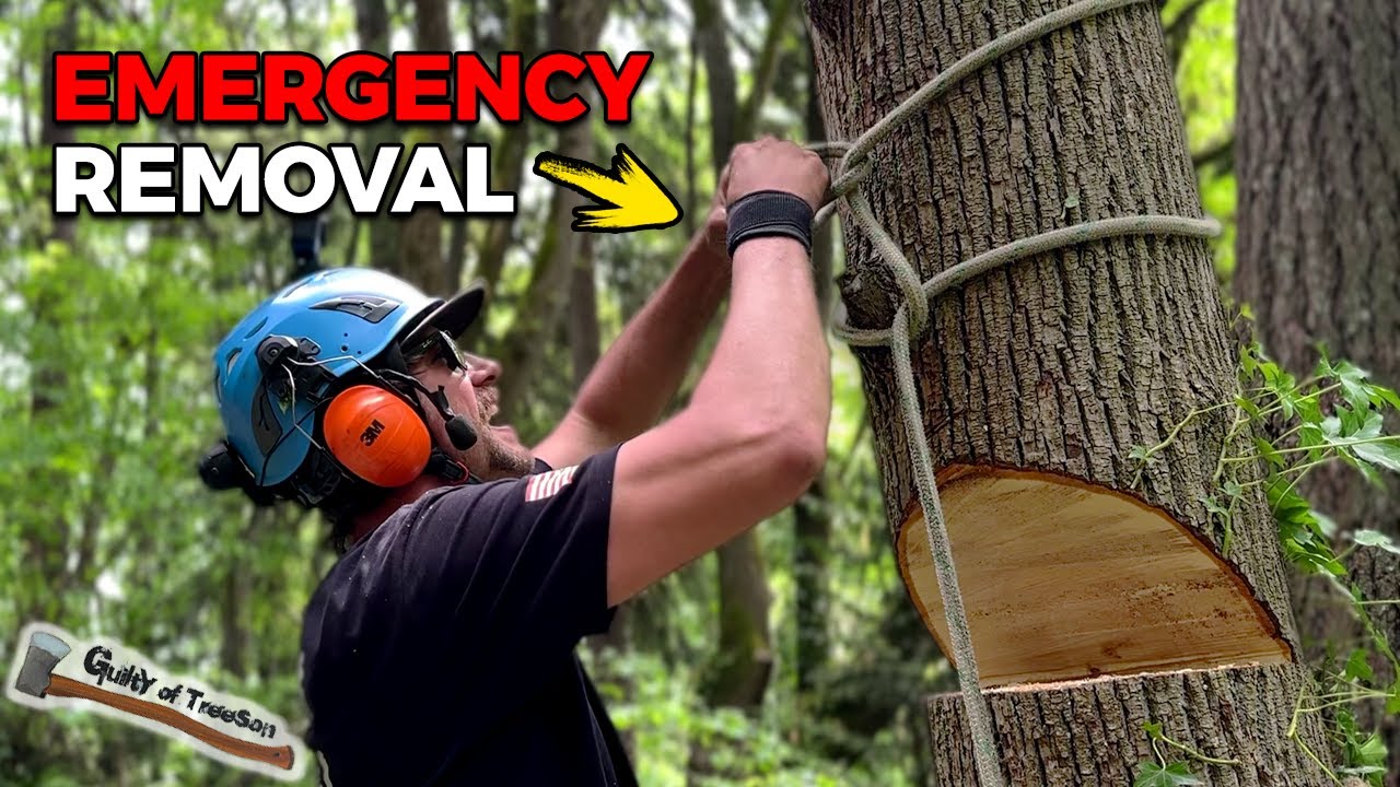 Emergency Tree Removal To Save A House - Bigleaf Maple Logging
