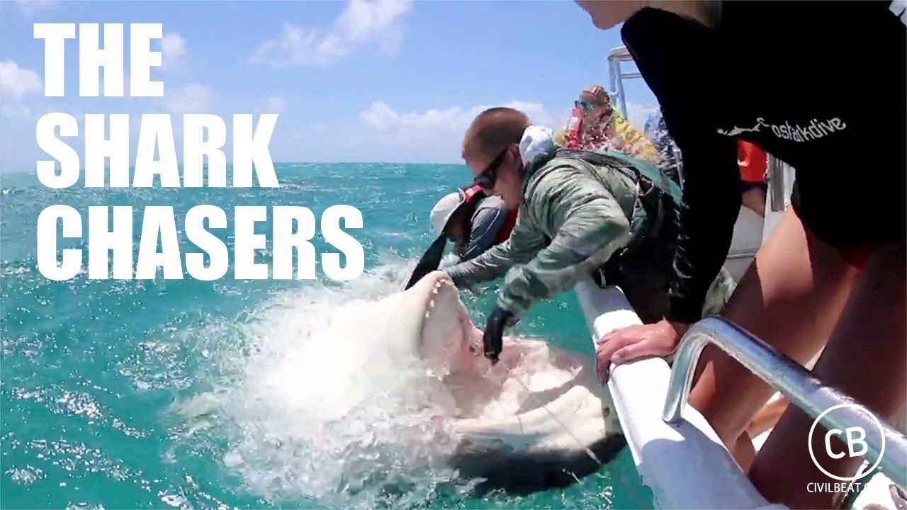 How Scientists Tag Tiger Sharks