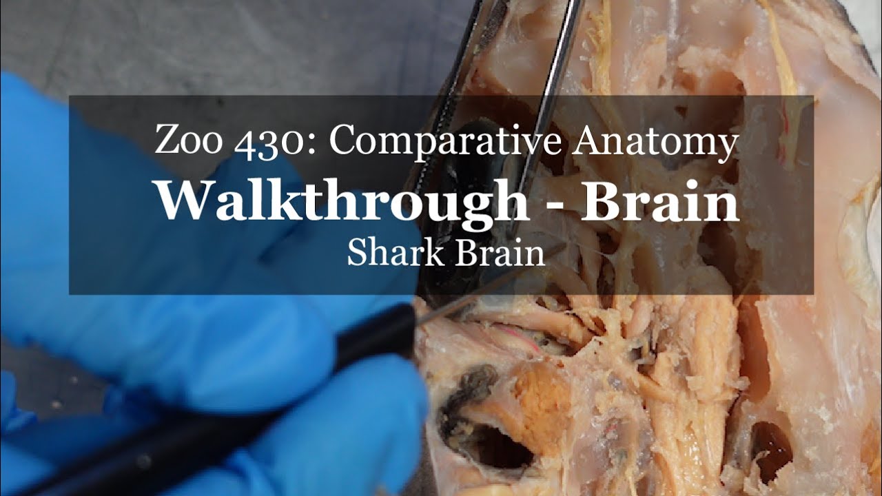 Brain walkthrough Shark