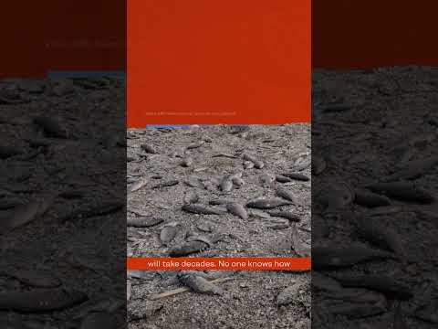 Colori Spenti | Environmental war crimes (6)