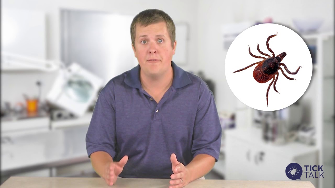 Question 12: When are Ticks Active?