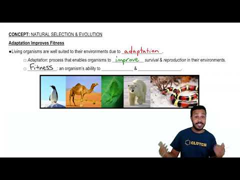 Adaptation Improves Fitness - Natural Selection and Evolution