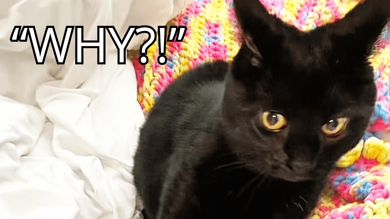 Telling my cat a Joke and then... (Cat Pranks Tiktok Viral Trend Compilation)