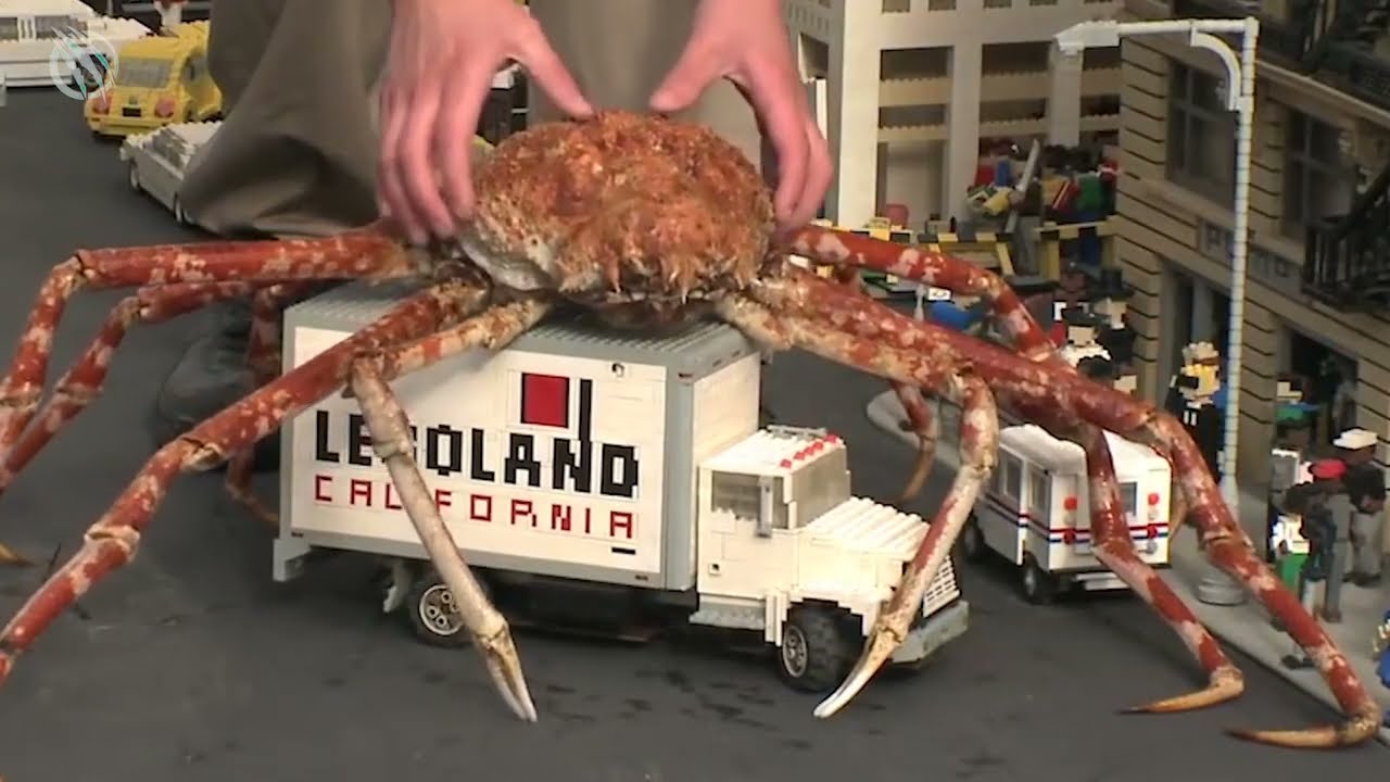 The Crab With a 13-Foot Leg Span That Lives 2,000 Feet Underwater — GIANT JAPANESE SPIDER CRAB