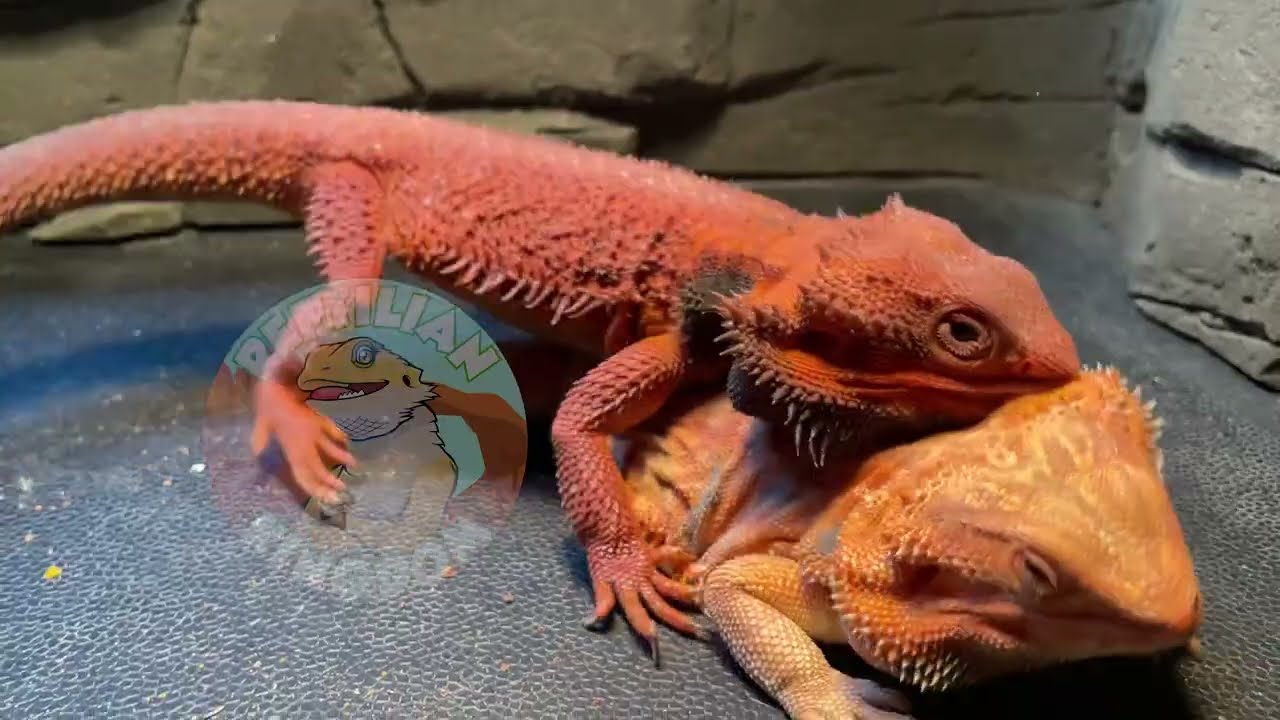 MATING PROCESS between Red Monster Bearded Dragons **Beginning to End!!**