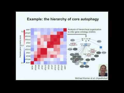 Using Molecular Networks to Seed Predictive Hierarchies of Cell Systems