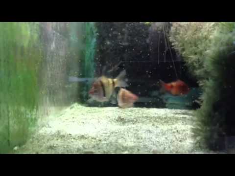 Puntius bandula barbs
