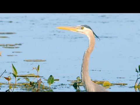 Beautiful Closeup Wildlife Views in 4K! Music for Relaxing
