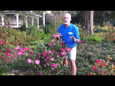 Jim's Tips * Tricks - Sasanqua Camellia