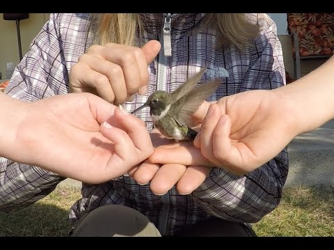 That was a hummer! Hummingbird banding and monitoring up close