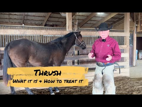 Thrush | What to look for and what we use to treat it