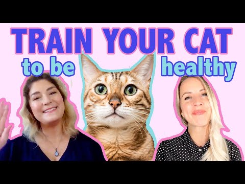 You Can Train Your Cat to Live a Healthier Life!