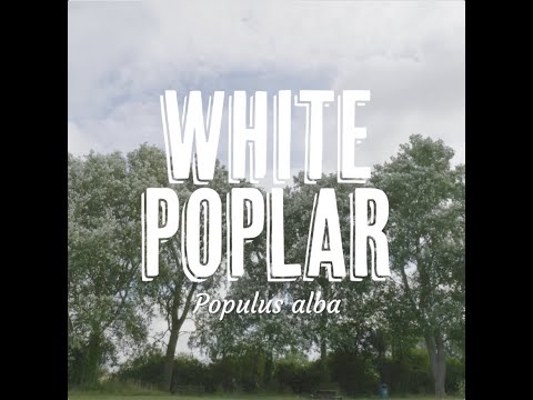 Tree Tuesday - White Poplar
