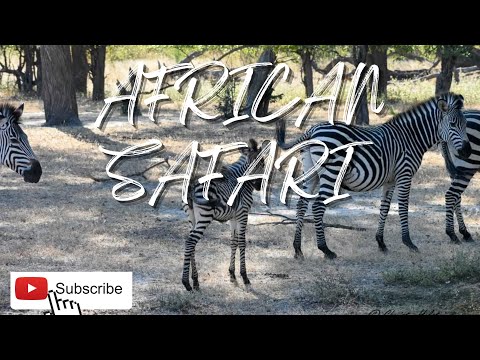 African Safari Livingstone Zambia