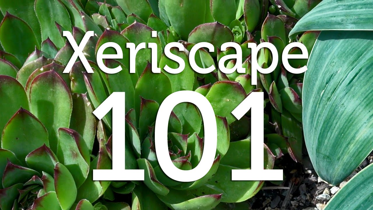 What is Xeriscape Gardening?