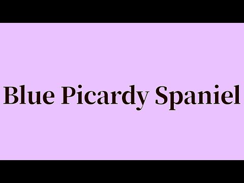 Blue Picardy Spaniel Pronunciation and Meaning