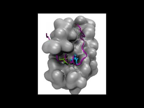 Molecular Dynamics of "Fuzzy" Transcriptional Activator-Coactivator Interactions