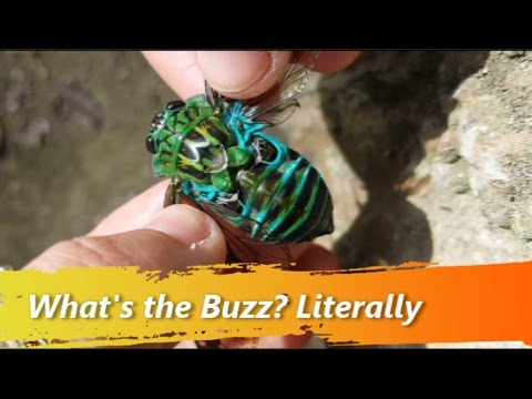 How Do Cicadas Make their Sounds?