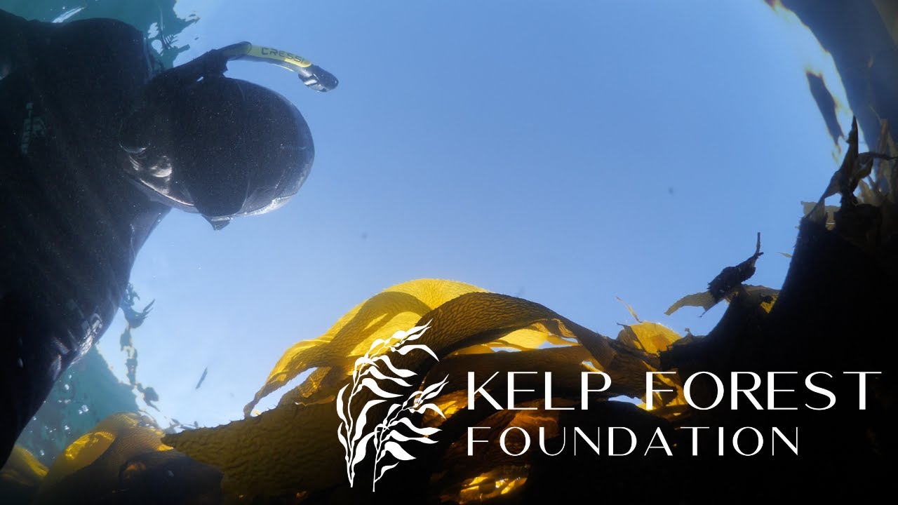 Kelp Forest Foundation - Intro