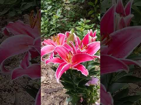 Lily stargazer