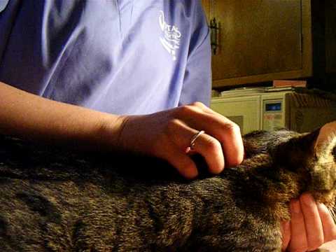 Skin tenting.AVI