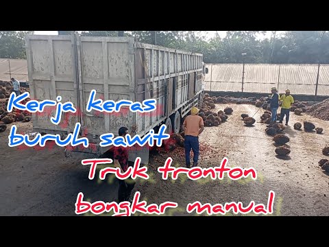 truk tbs manual bongkar sawit di pabrik!! @suriadi kw loader