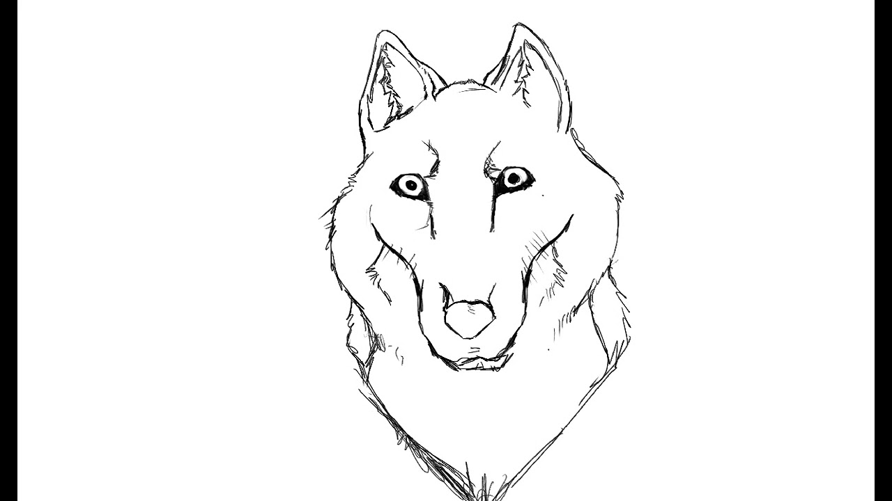 quick wolf sketch!