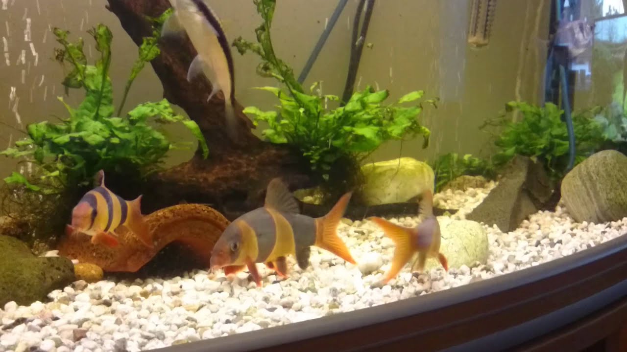 Clown Loach • Care Guide (Tank Setup, Mates & Diet)