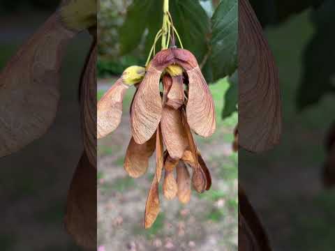 Purple sycamore – fruit – September 2022 – Exeter Trees