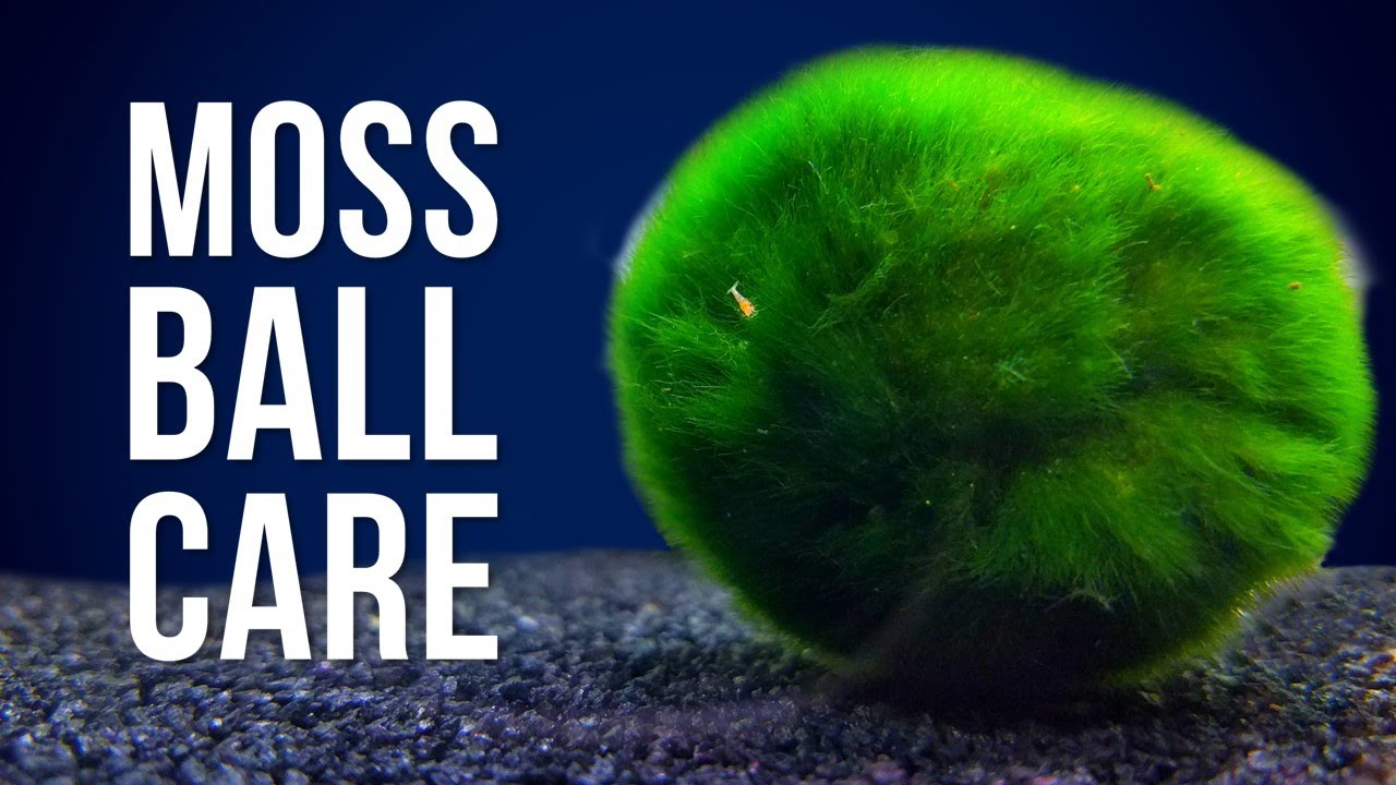 Marimo Moss Ball Care | Answering 6 of the Most Googled Questions
