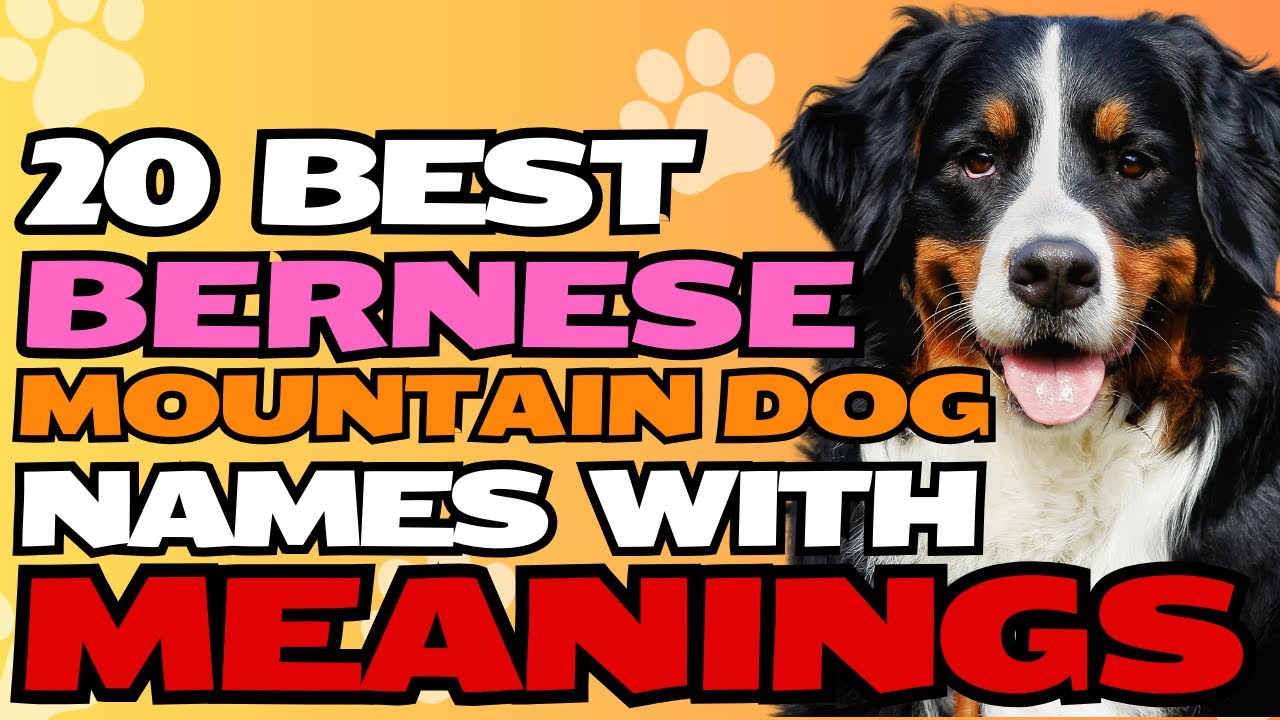 20 Best Bernese Mountain Dog Names with Meanings! 🐾🏔️