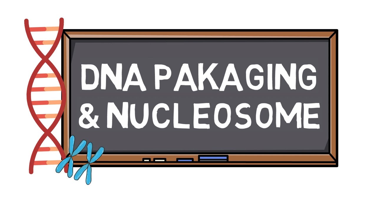DNA Packaging & Nucleosome | Chromosome Formation | Pocket Bio |