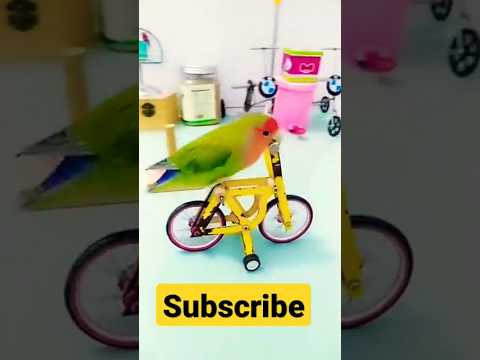 funny parrot video #viral #parrot #talkingparrot