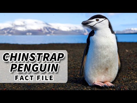 Chinstrap Penguin facts: they wear HELMETS 🐧 Animal Fact Files