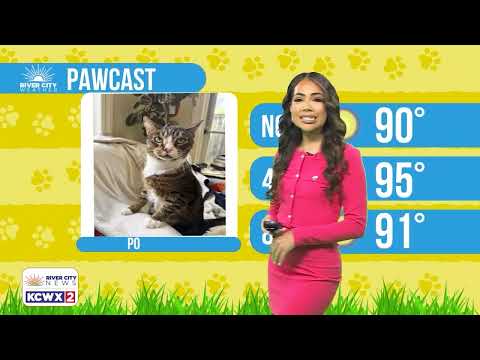 PAWCAST FORECAST: MEET PO