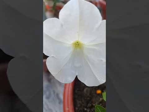 Petunia, genus of about 35 species of flowering plants in the nightshade family (Solanaceae),