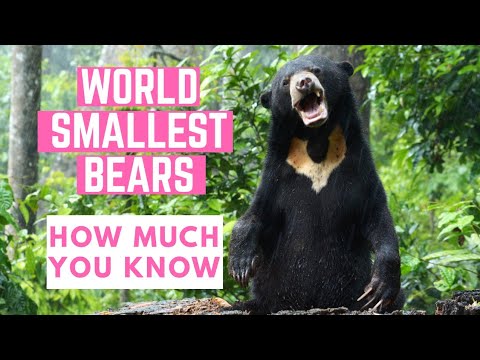 Glimpse of Sun Bears of Sabah - Everything Explained