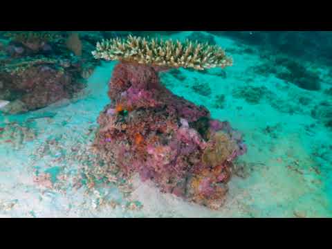 [Dive119]문어, Blue-ringed octopus flashing its bright warning colors#scubadiving #marine #octopus