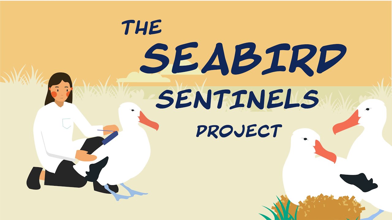 Seabird Sentinels: The Seabird Sentinels Project