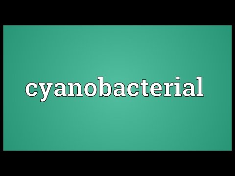 Cyanobacterial Meaning