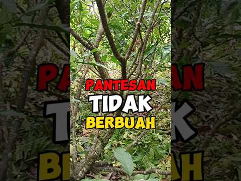 Ternyata ini penyebab tanaman kakao tidak beebuah #berkebun #kakao #hidupdidesa #cocoa #garden