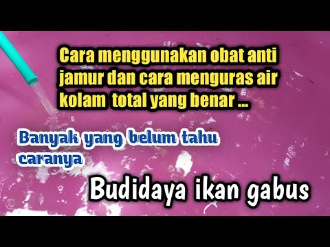 Cara menggunakan obat anti jamur dan cara menguras total air kolam || Budidaya ikan gabus
