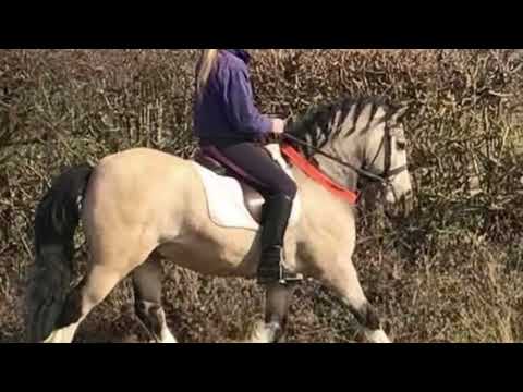 Hwylog fire light, 6yr old welsh d getting out and about having fun | horse