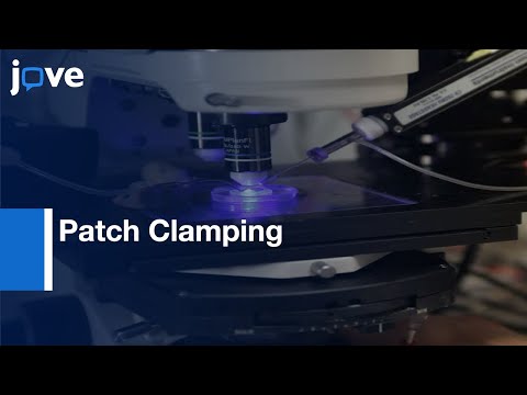 Preparation Of Drosophila Central Neurons For in situ Patch Clamping l Protocol Preview