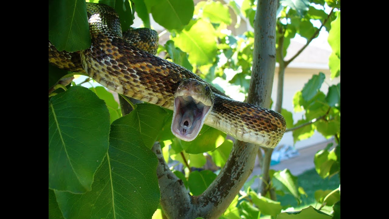 What is a Western Ratsnake?