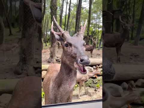 Cute animals feeding time! So happy! #daughter #zoo #travel #holiday #fyp #safari #vacation