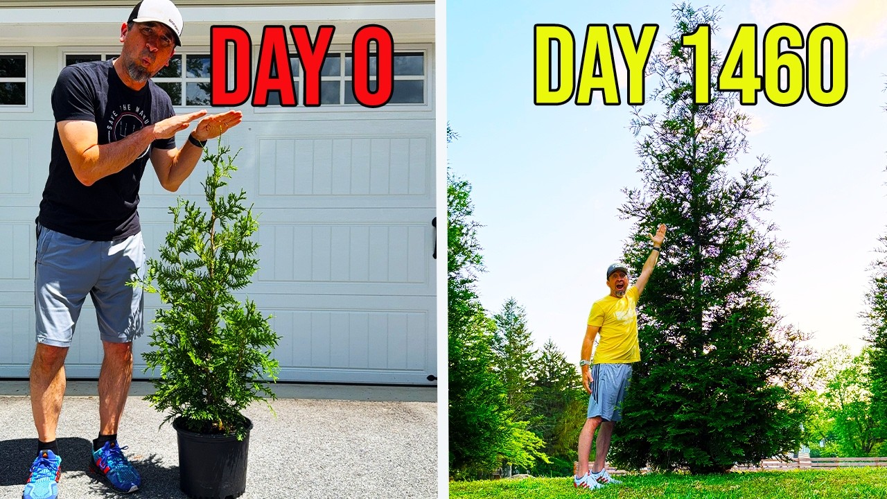 3 MISTAKES You MUST AVOID Before Planting Thuja Green Giant Trees for Privacy