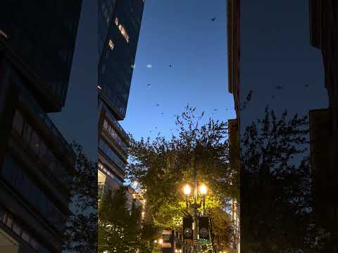 Portland Urban Crows #1 | i L i n d