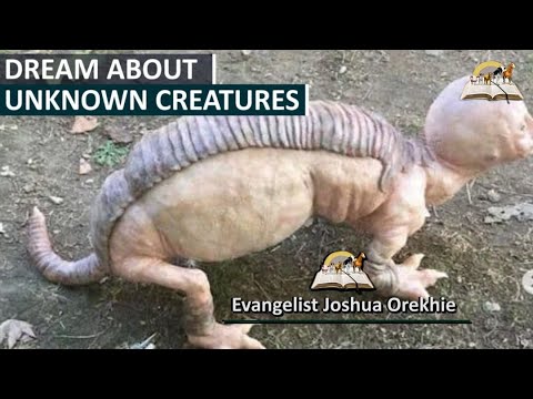 Dream About UNKNOWN CREATURE - Black and Strange Creatures