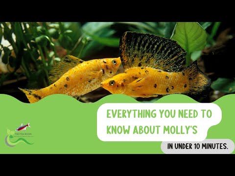 Everything you need to know about Molly Fish in under 10 minutes. #mollies #tropicalfish